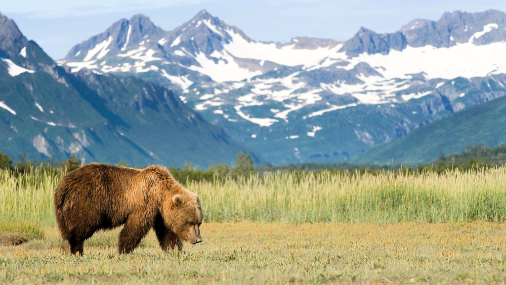 Alaska sauvage, au plus près des ours - Parcours USA