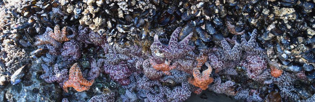 10 jours dans l'Oregon : l'itinéraire idéal de Yäele - Parcours USA